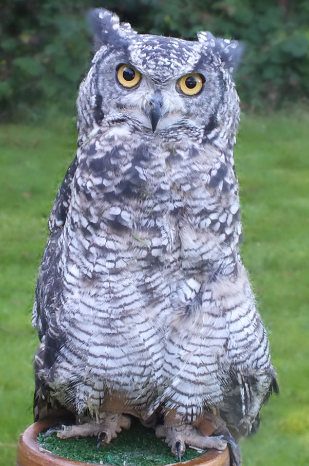 gizmo-african-spotted-eagle-owl